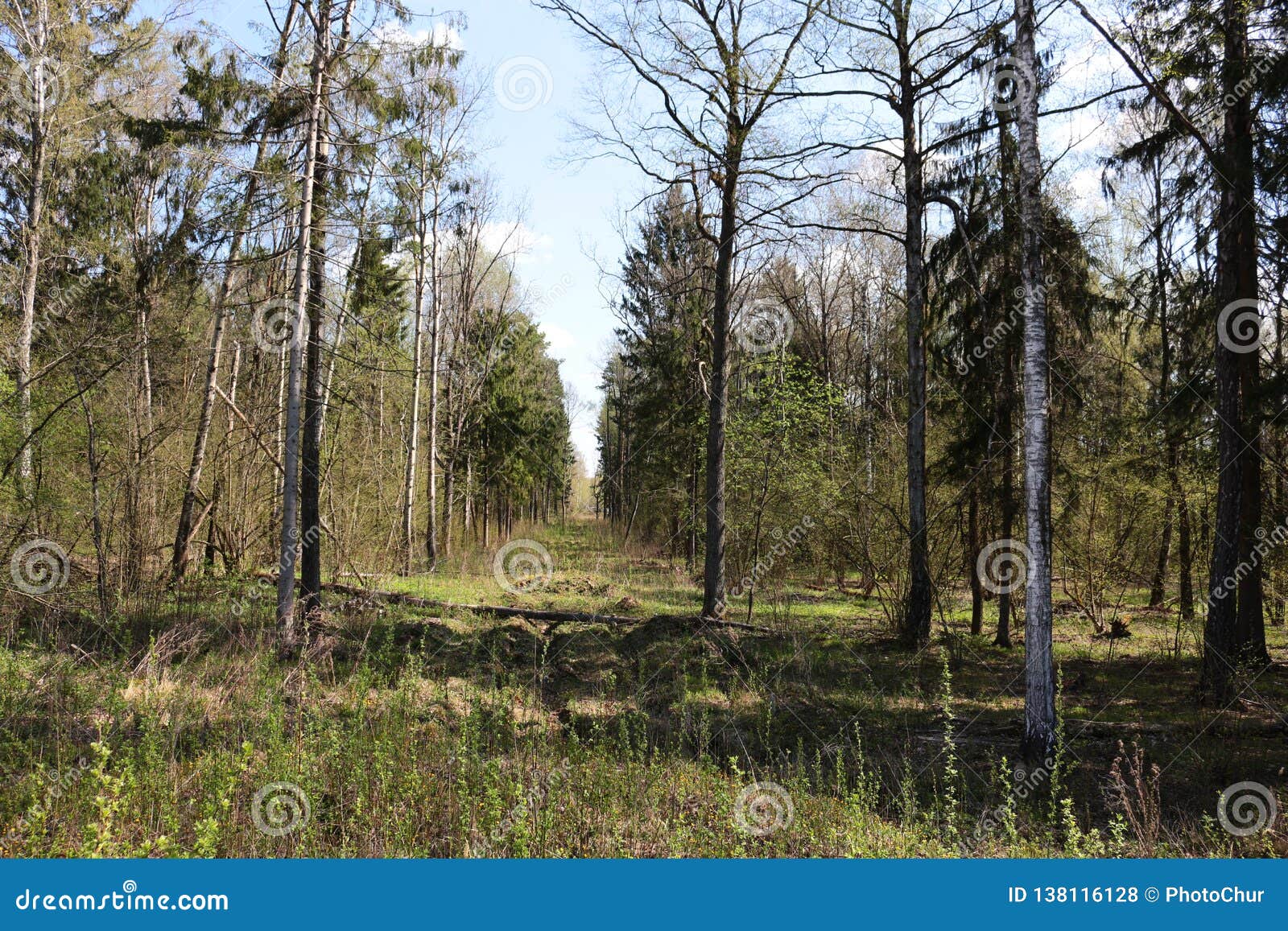 A clearing in the forest stock photo. Image of spring - 138116128