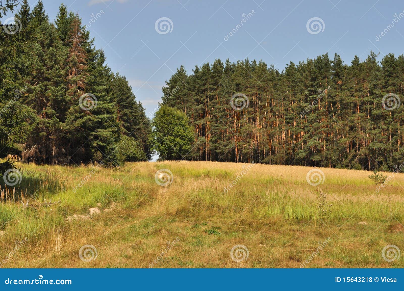 Clearing in the forest stock photo. Image of grass, russia - 15643218