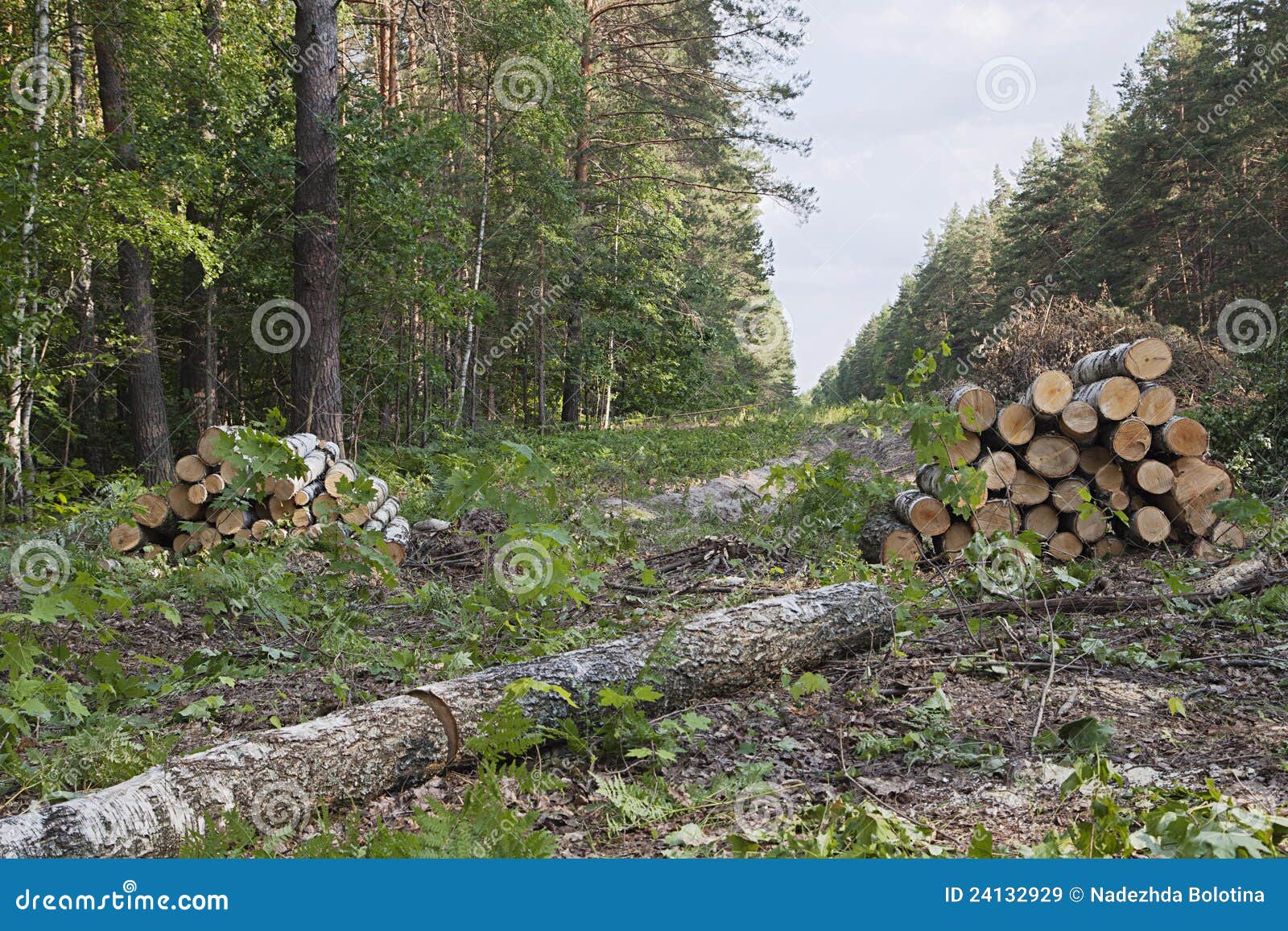 Clearing in a forest stock image. Image of forestry, deforestation ...