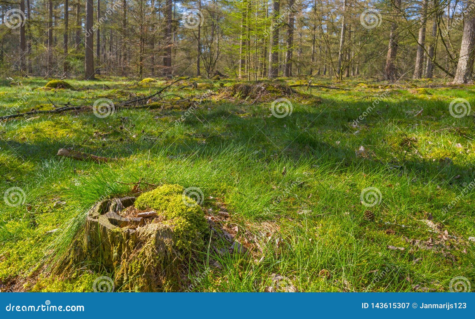 Clearing in a Forest Below a Blue Cloudy Sky in Sunlight Stock Image ...