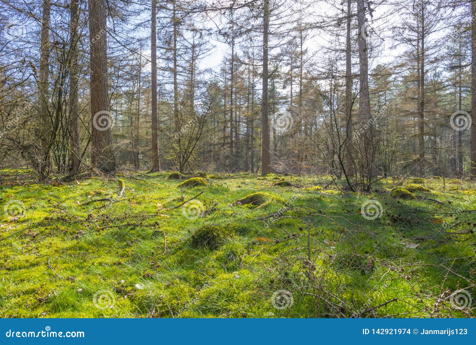 Clearing in a Forest Below a Blue Cloudy Sky in Winter Stock Photo ...