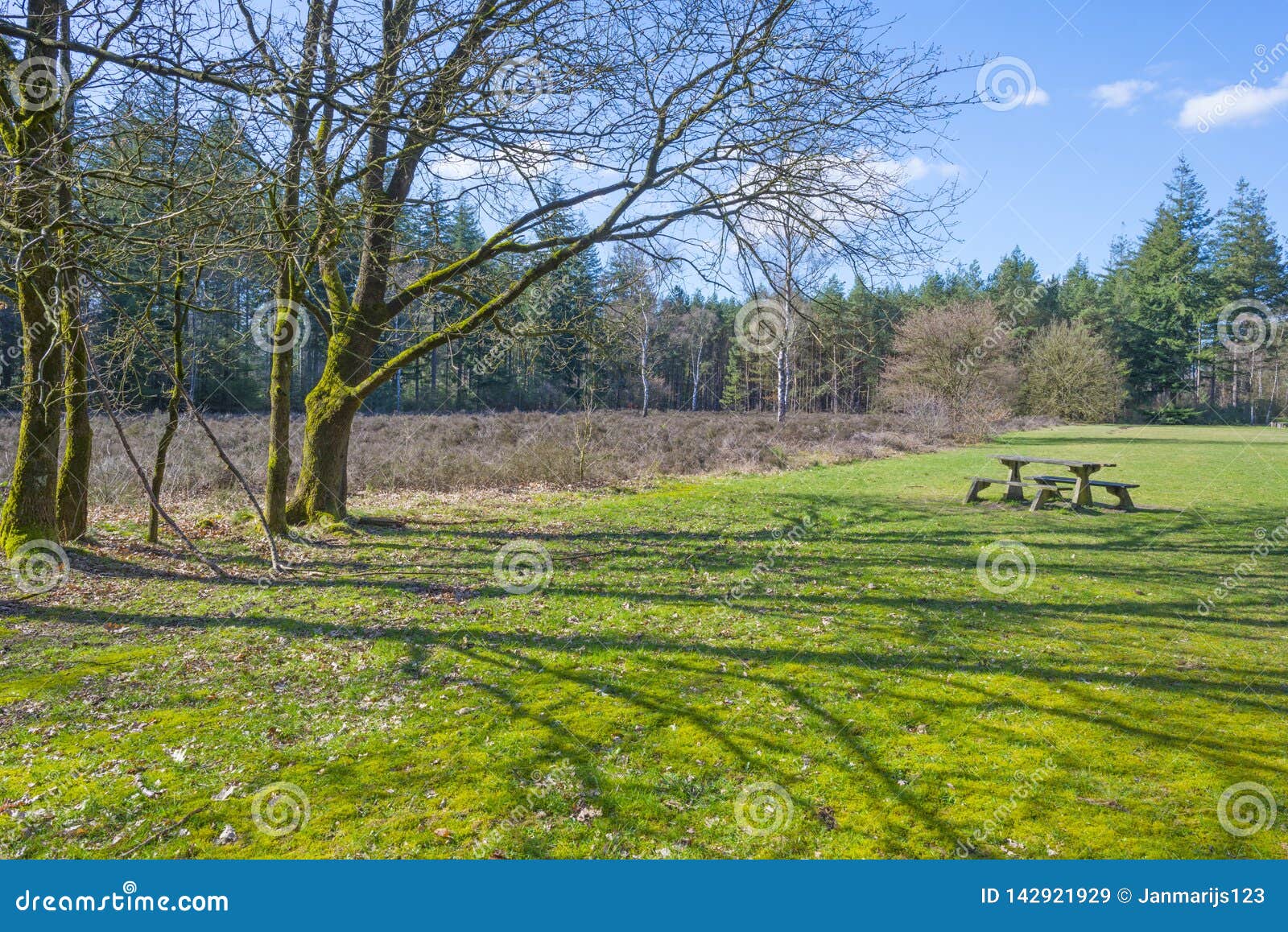 Clearing in a Forest Below a Blue Cloudy Sky in Winter Stock Image ...