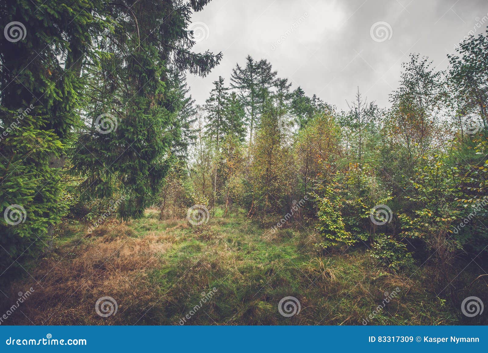 Clearing in a Forest with Birch Trees Stock Image - Image of bright ...