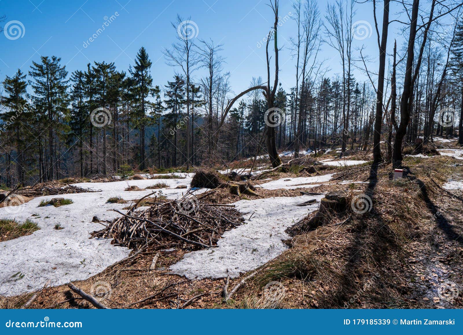Clearing in the Forest in the Mountains with Fallen Trees Stock Image ...