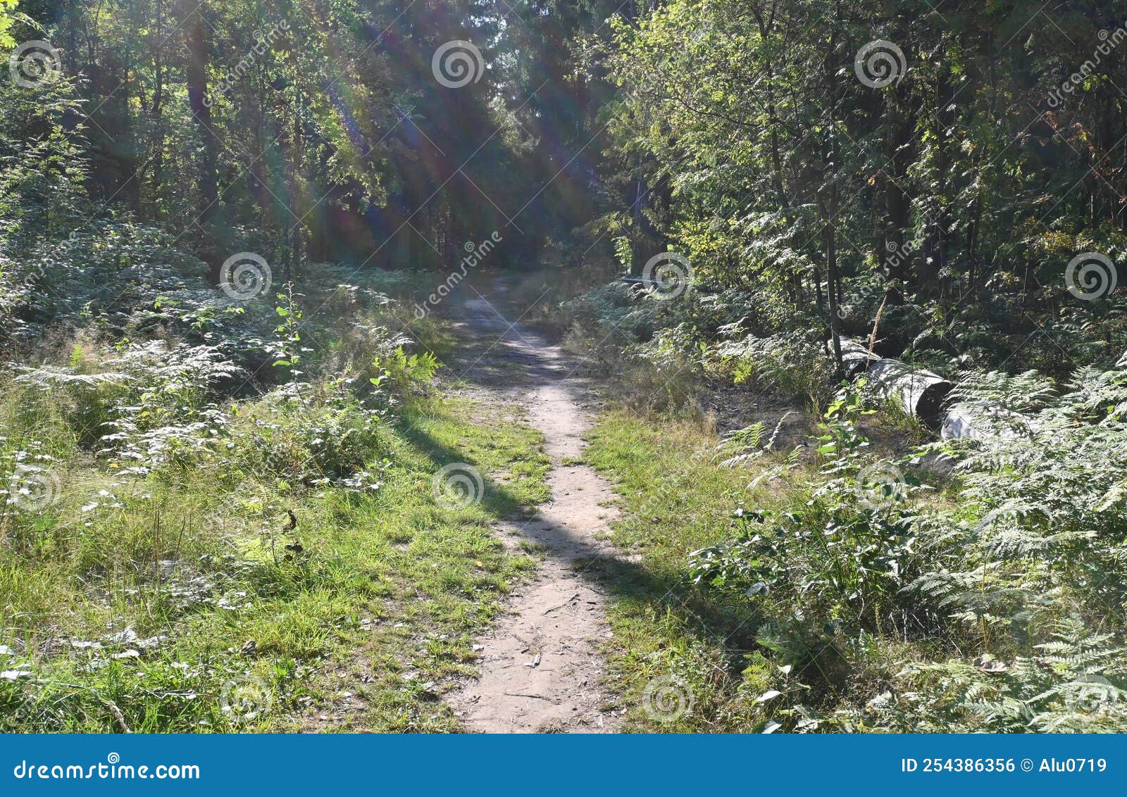 Clearing in the Forest. Path in the Grass in Sunshine Stock Photo ...