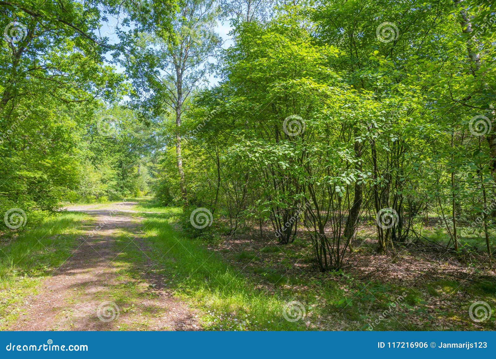 Path in a Forest in Sunlight in Spring Stock Photo - Image of crown ...