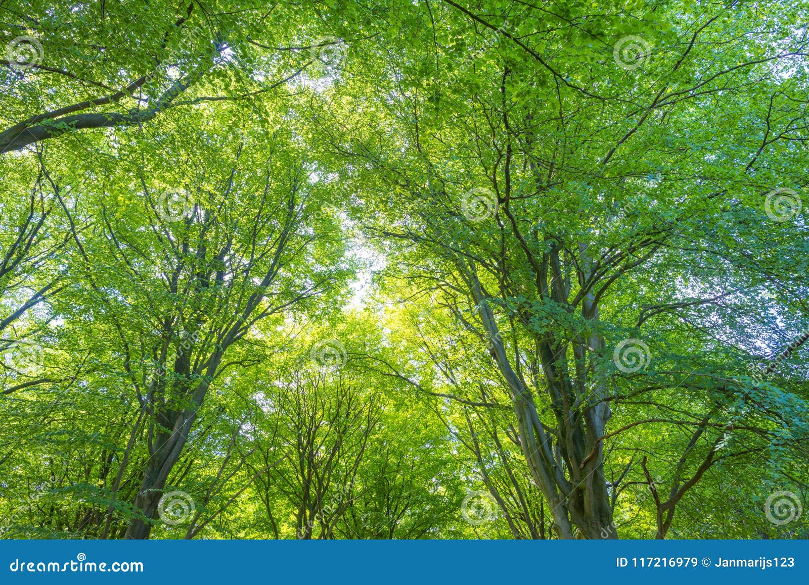 Path in a Forest in Sunlight in Spring Stock Image - Image of plant ...