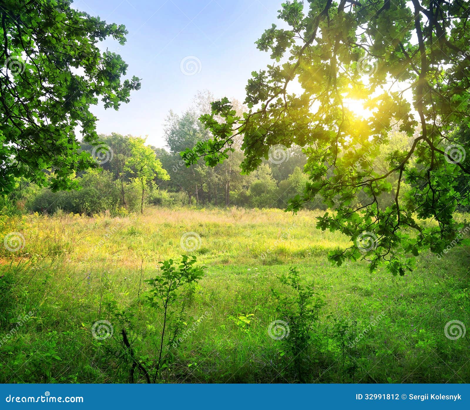 Clearing in the forest stock photo. Image of conservation - 32991812