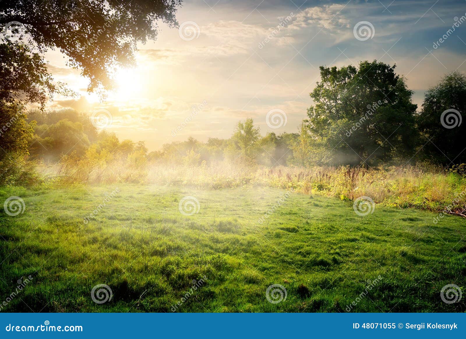 Clearing in the forest stock image. Image of green, grass - 48071055