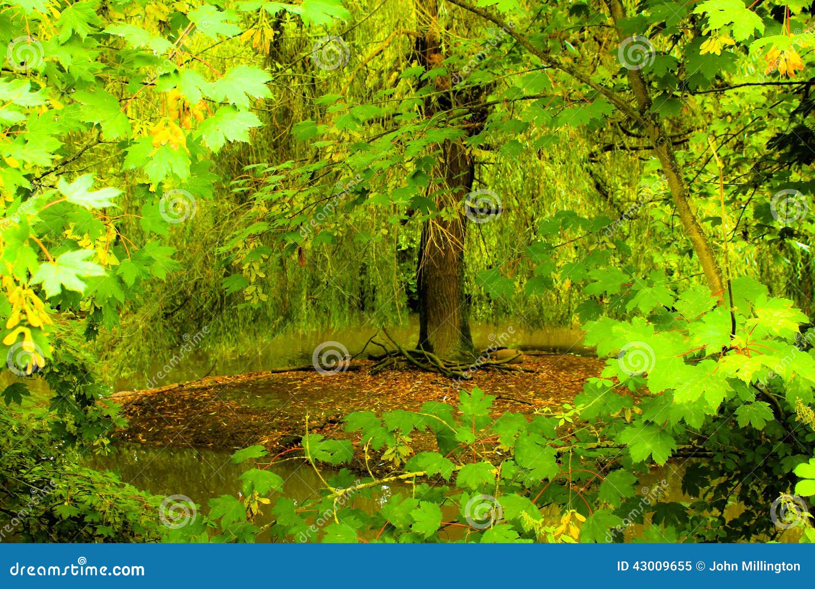 Clearing in the forest stock image. Image of clearing - 43009655