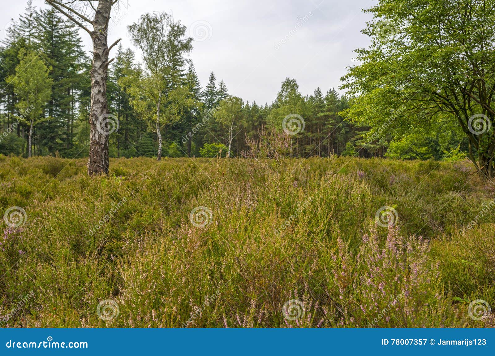 Clearing with Heath Along a Forest Stock Image - Image of blooming ...
