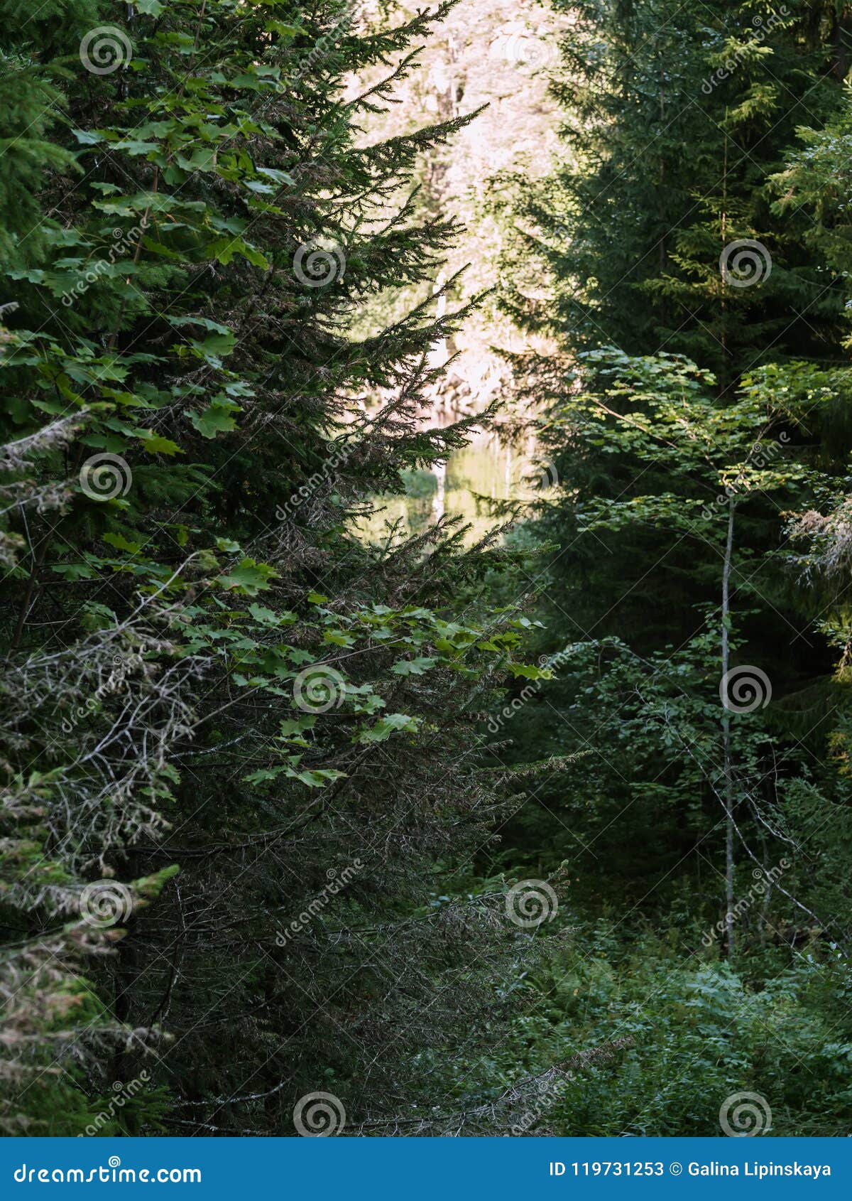 A Clearing Leading through the Forest. Stock Image - Image of light ...