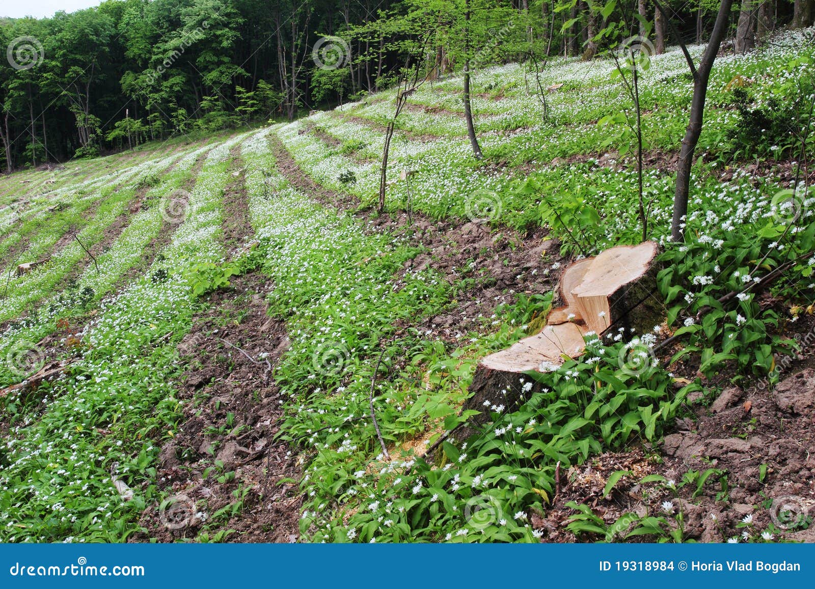 Clearing of a Natural Forest Stock Photo - Image of issue, clearing ...