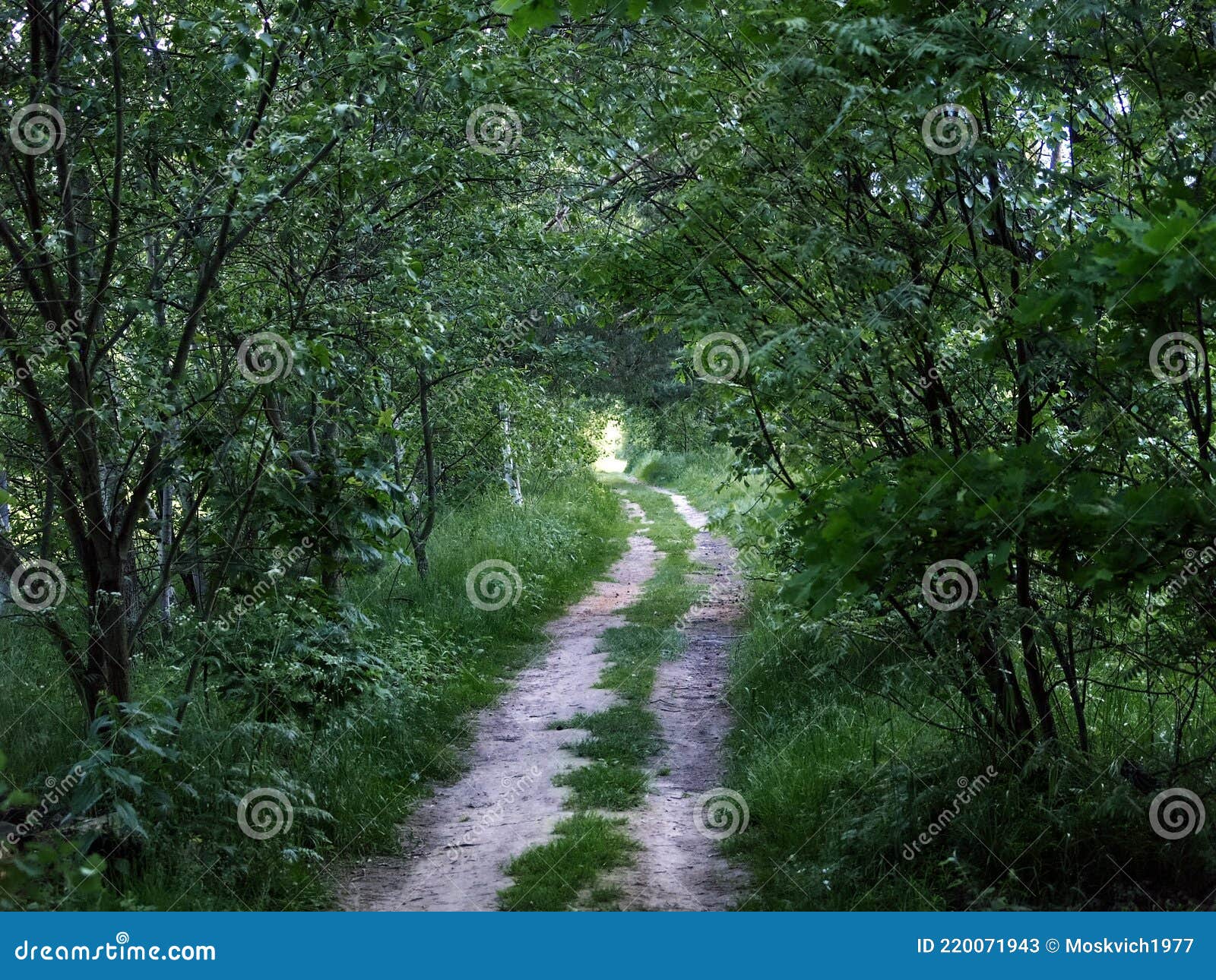 A Clearing Overgrown with Young Trees Stock Image - Image of beautiful ...