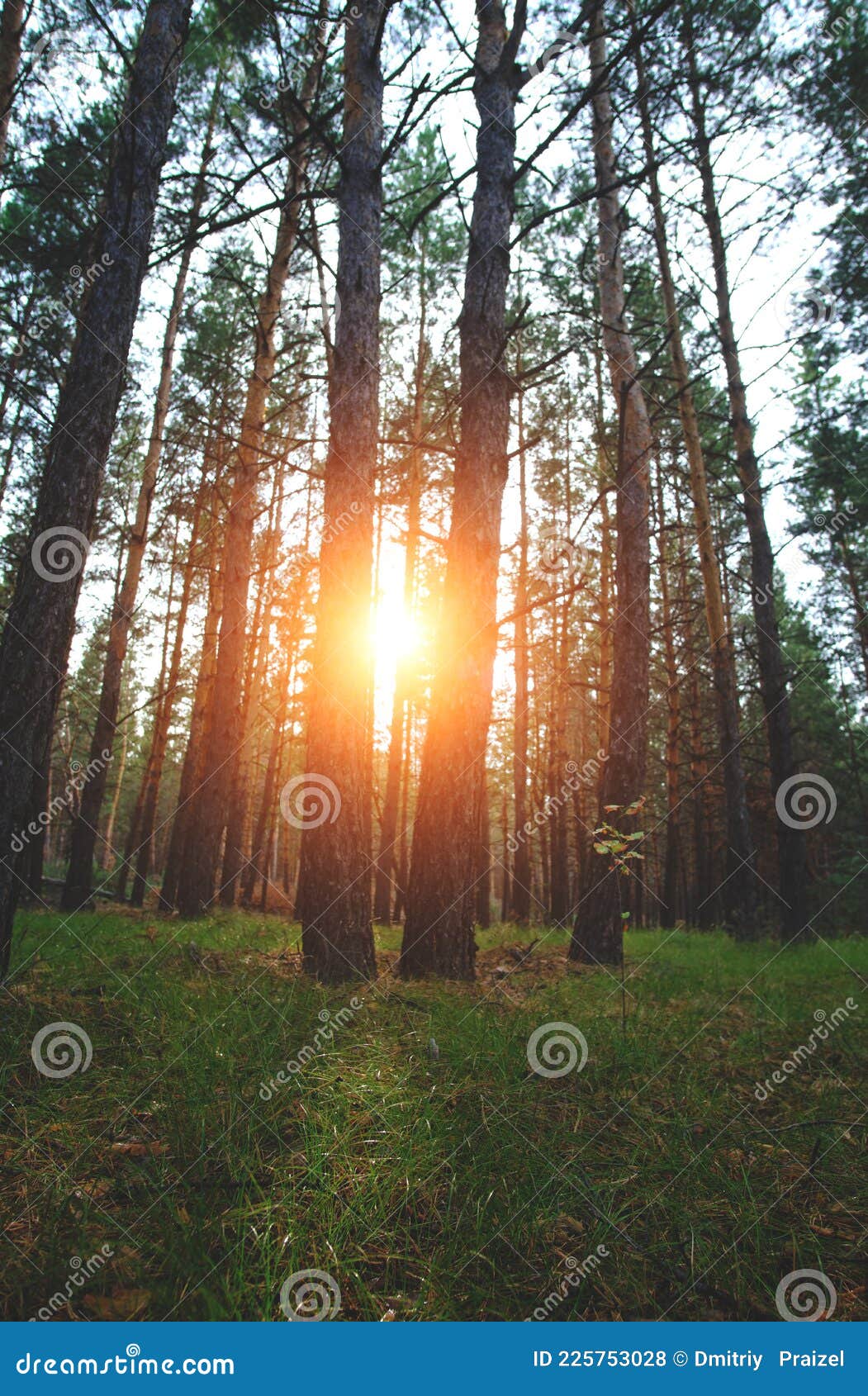 Clearing in Pine Forest is Illuminated by Sun Rays at Sunset Stock ...