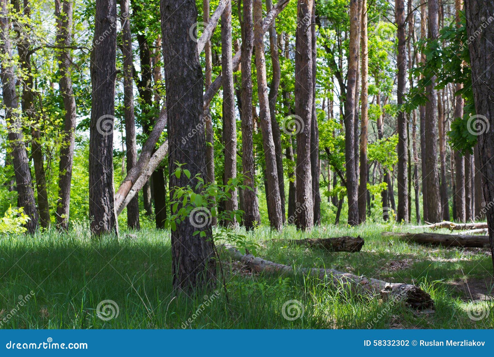 Clearing in the Pine Forest Stock Photo - Image of foliage, plant: 58332302