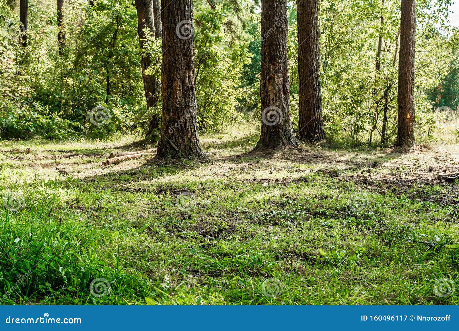 Clearing in a Pine Forest. Summer Forest Jungle. Plants and Trees ...