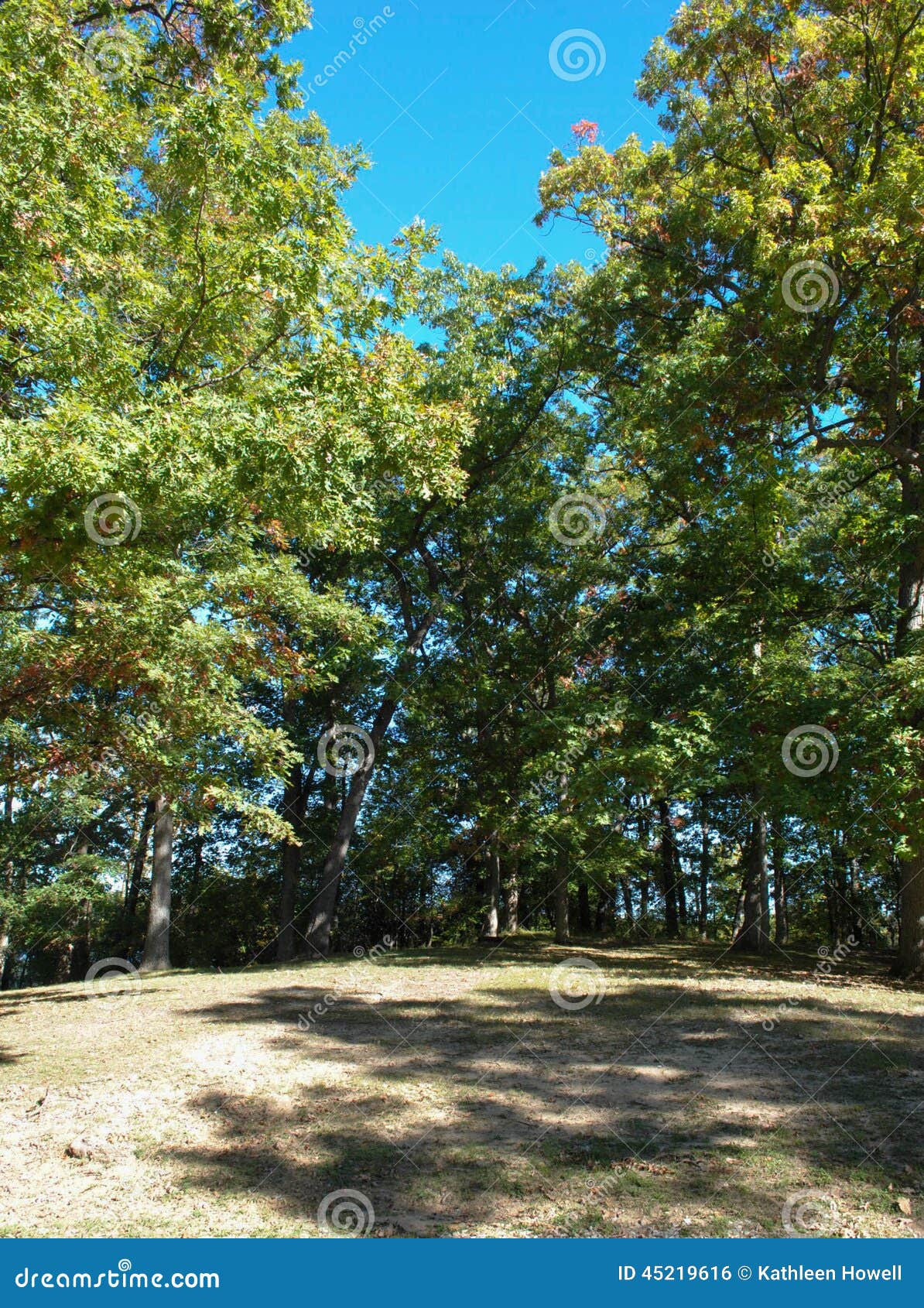 Clearing on a Sunny Day stock photo. Image of foliage - 45219616