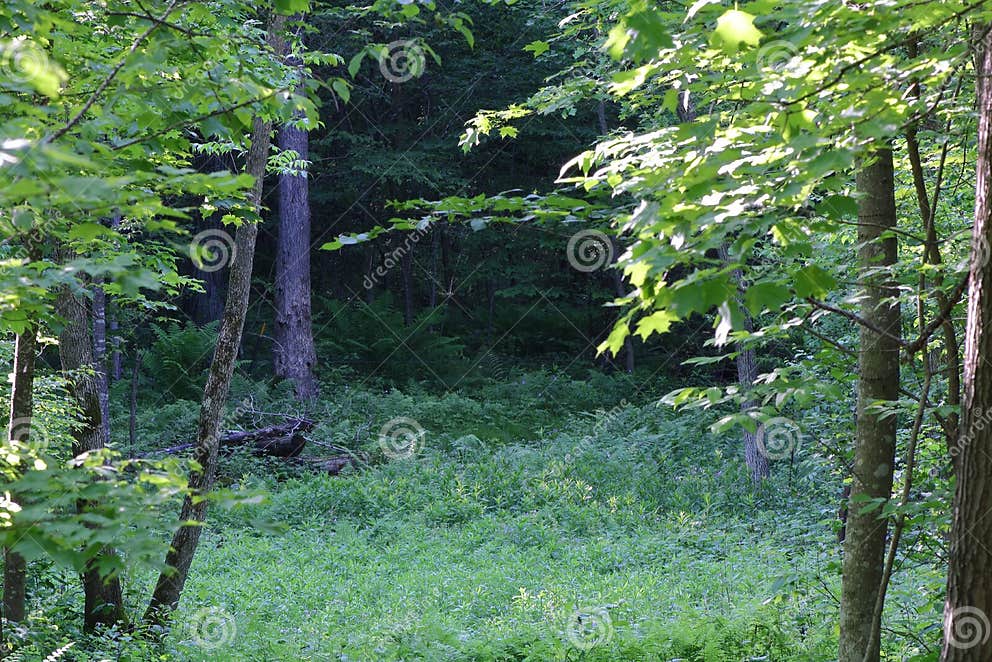 Clearing in the Trees Showing the Deep Dark Forest Stock Photo - Image ...