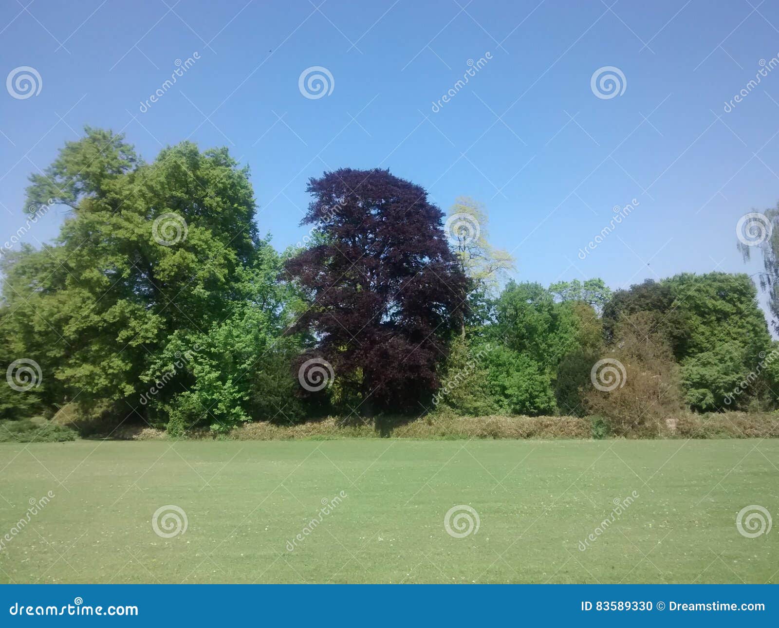Clearing in the woods stock photo. Image of field, clearing - 83589330