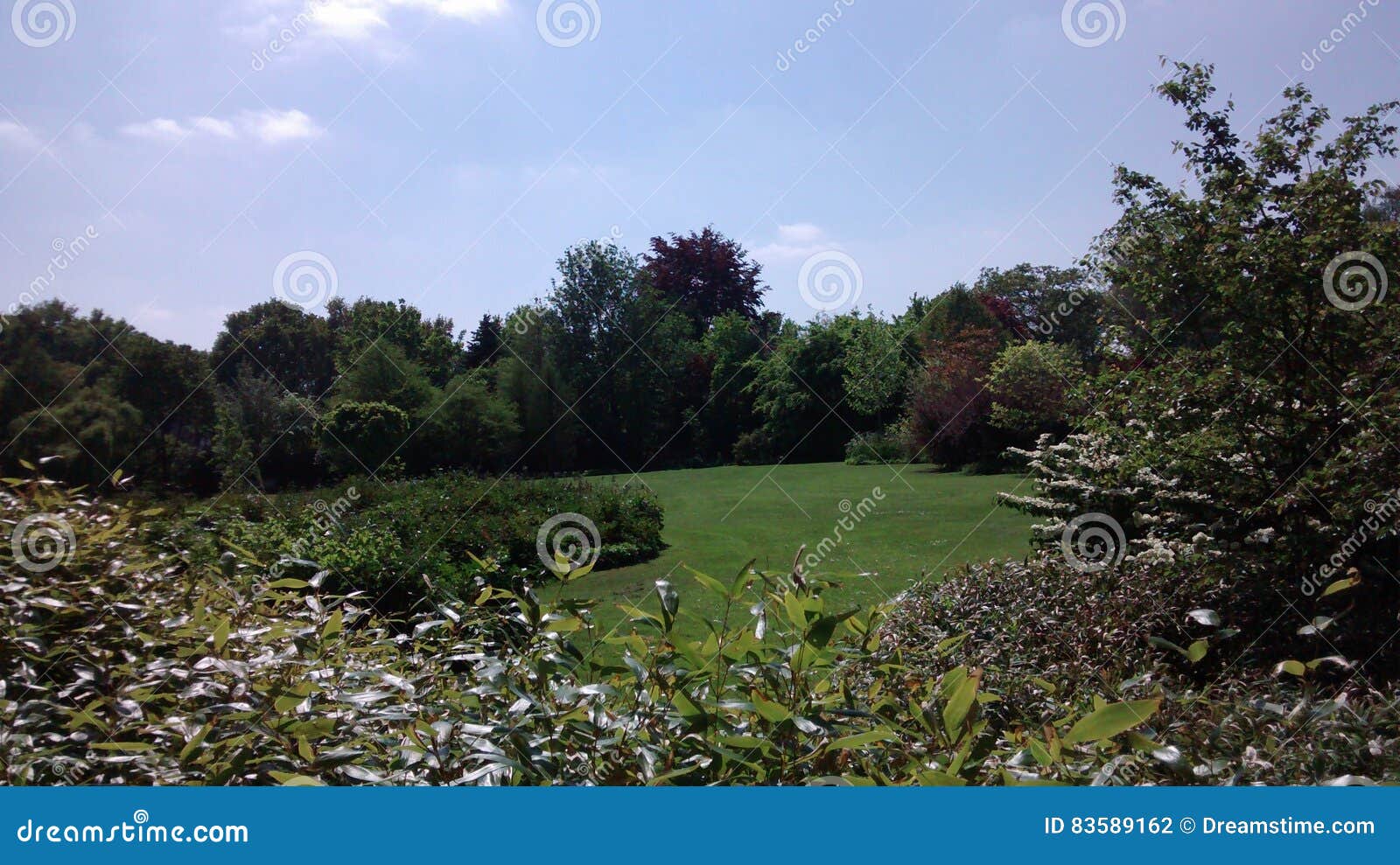 Clearing in the woods stock photo. Image of trees, bush - 83589162