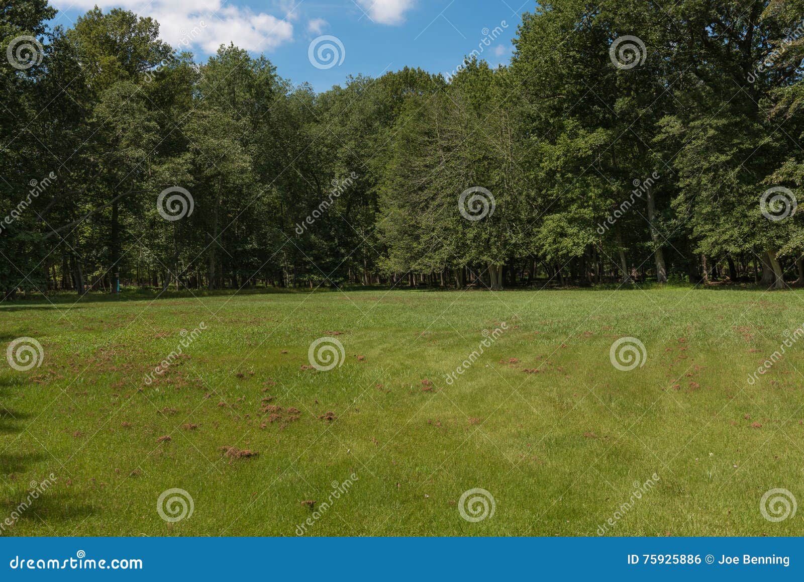 A Clearing in the Woods stock photo. Image of trees, grass - 75925886