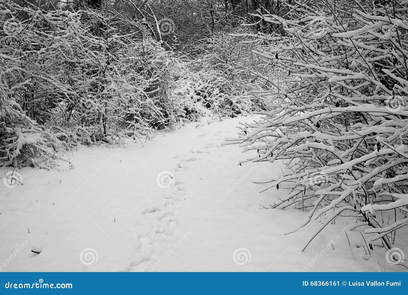 Clearing in the Woods with Snow Footprints Stock Image - Image of snow ...