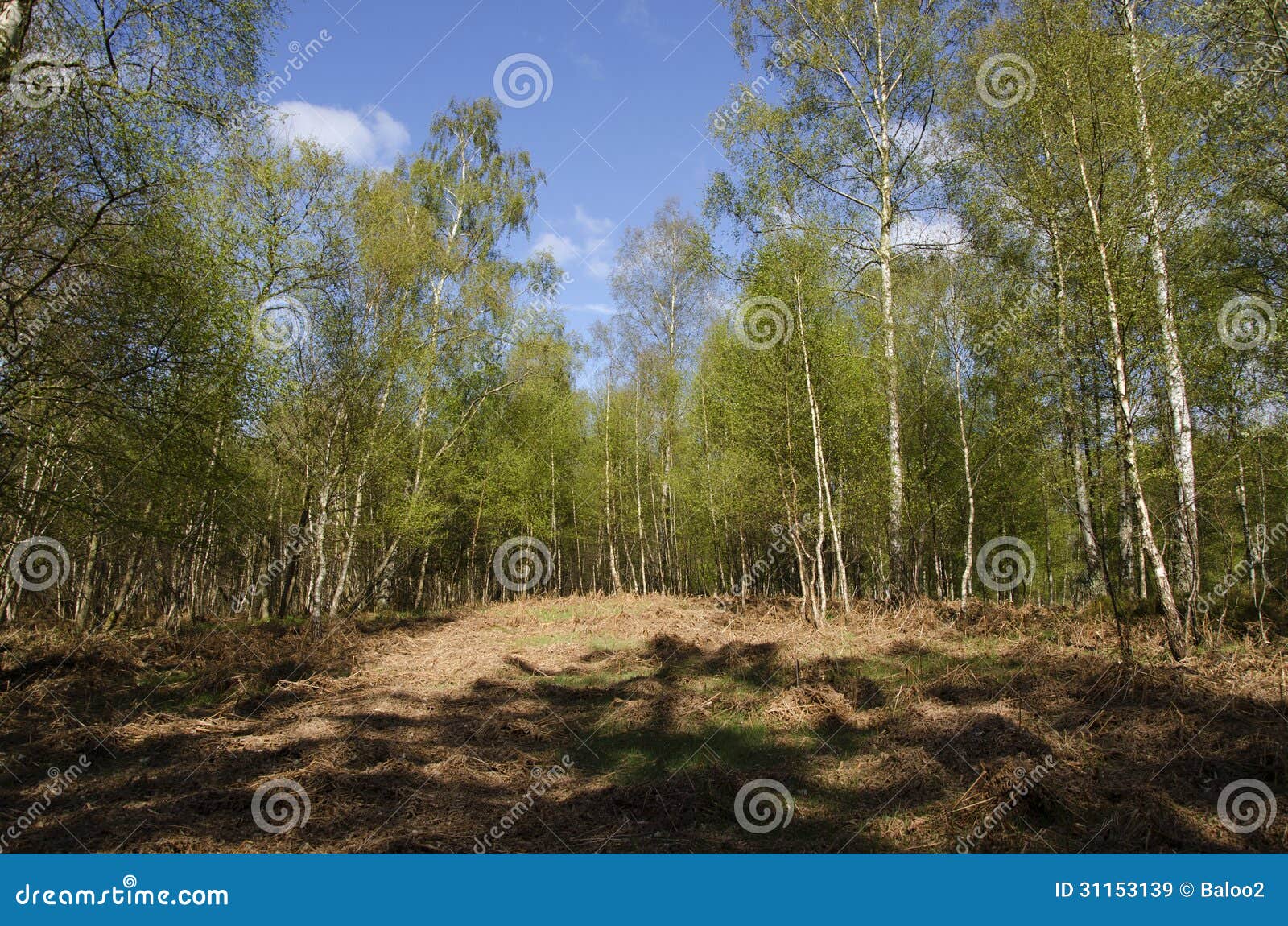 A clearing in the woods stock image. Image of clouds - 31153139
