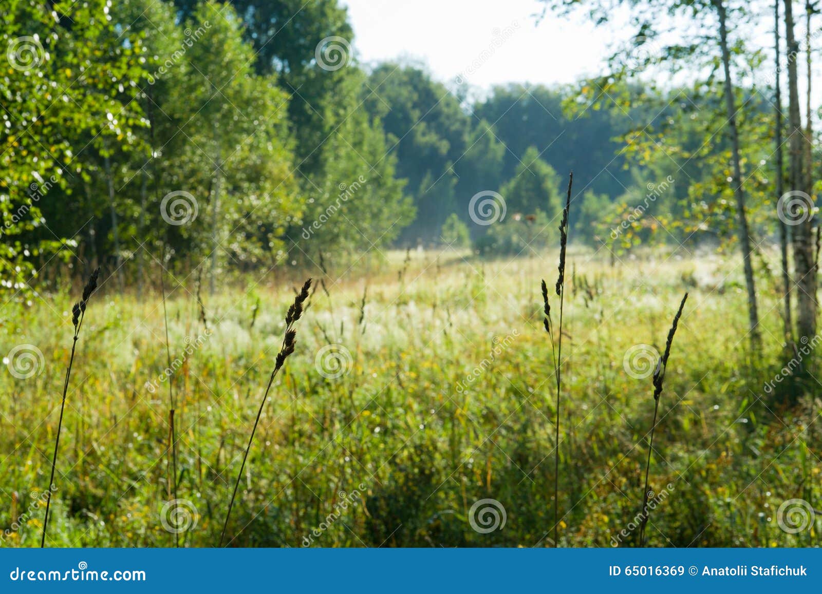 The clearing in the woods stock image. Image of glow - 65016369