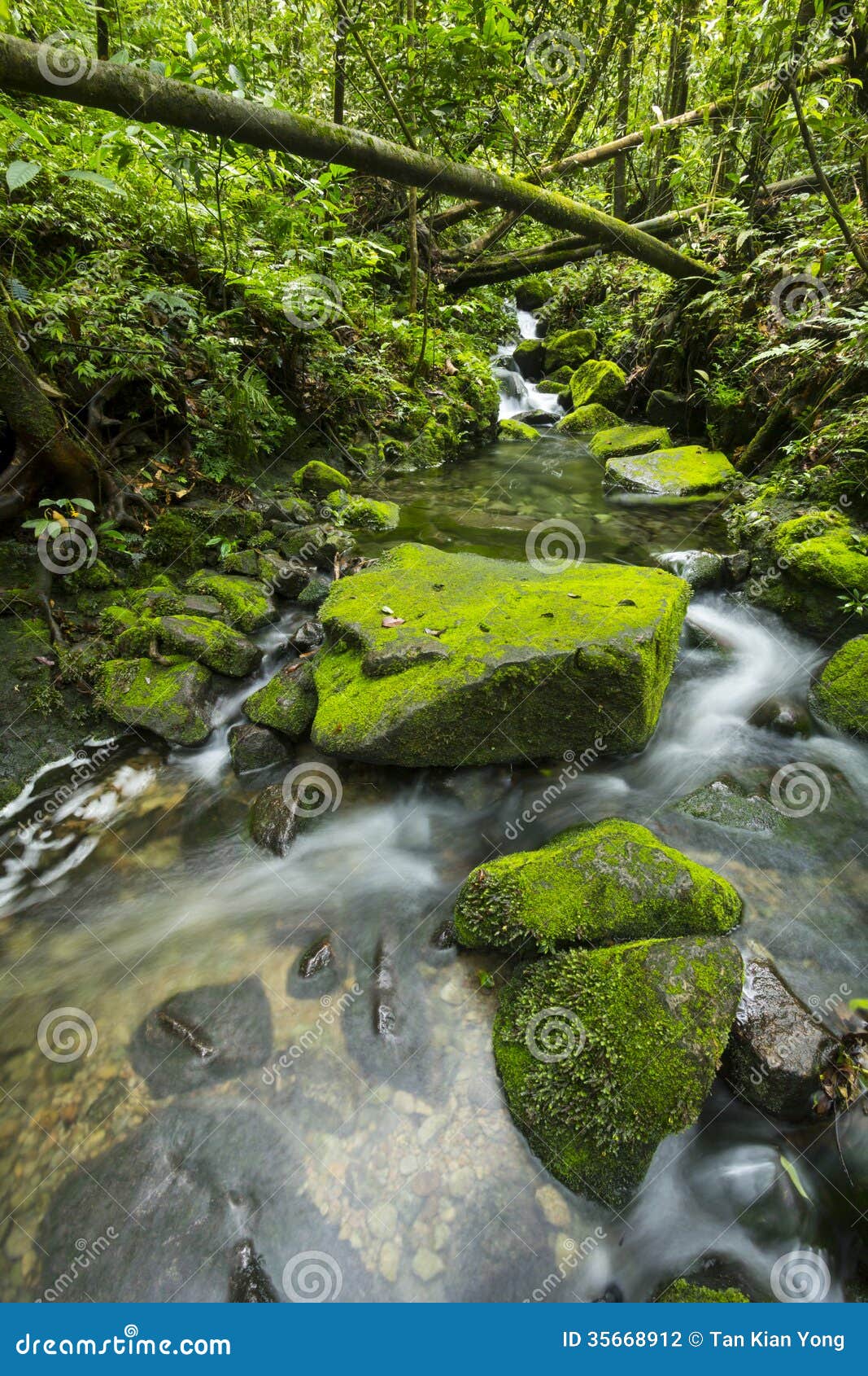 Clearwater Stream in Tropical Forest Stock Photo - Image of clean ...