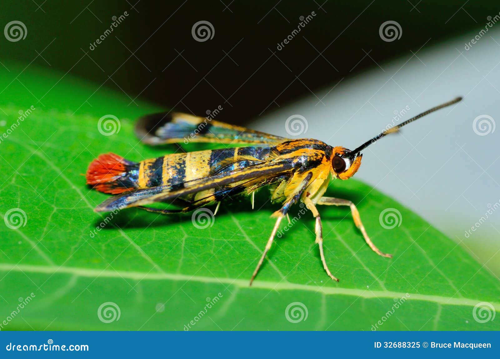 Clearwing Wasp Mimic Moth stock image. Image of closeup - 32688325