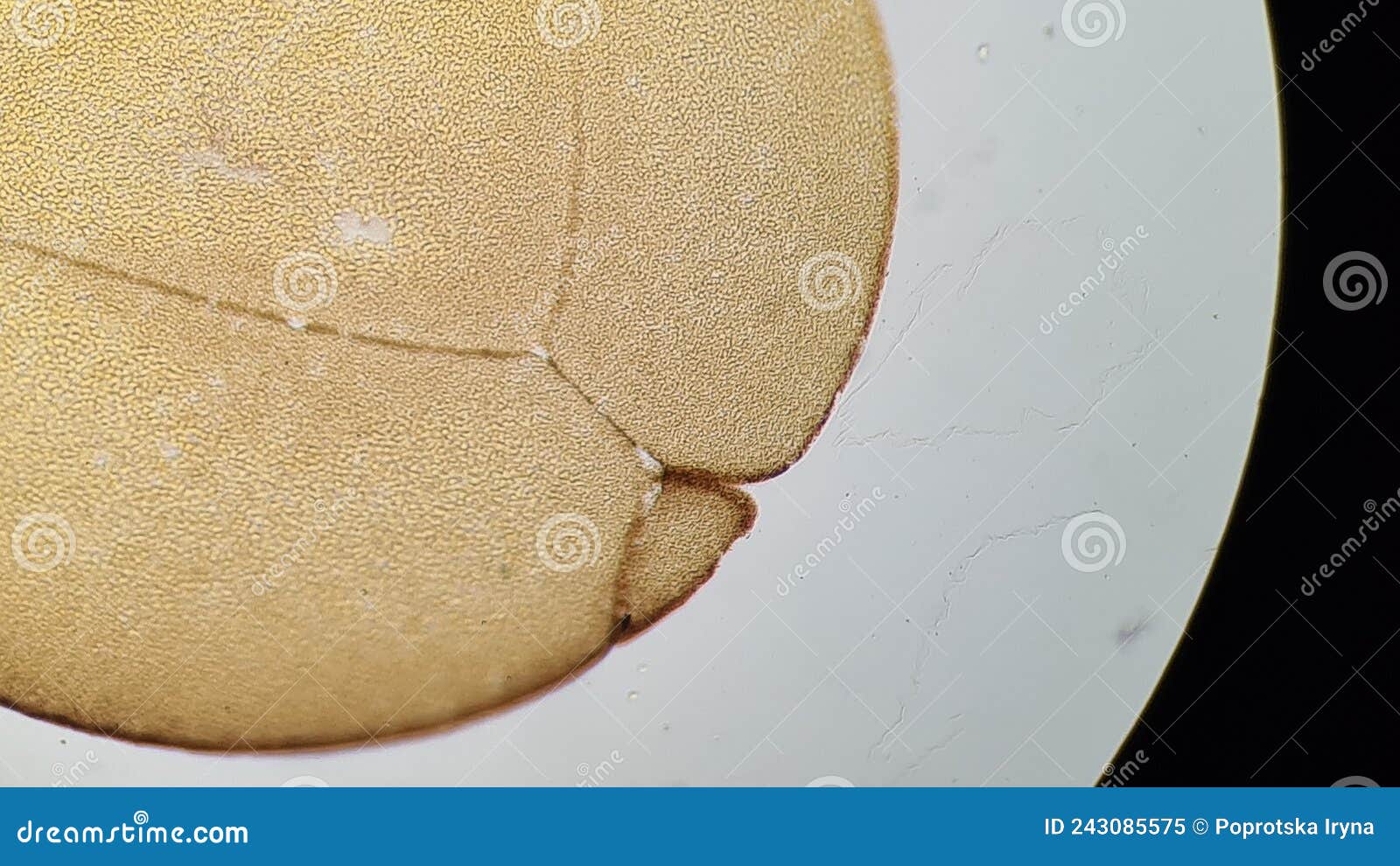 Cleavage of Frog Egg, Microscopic Photo Stock Image - Image of ...