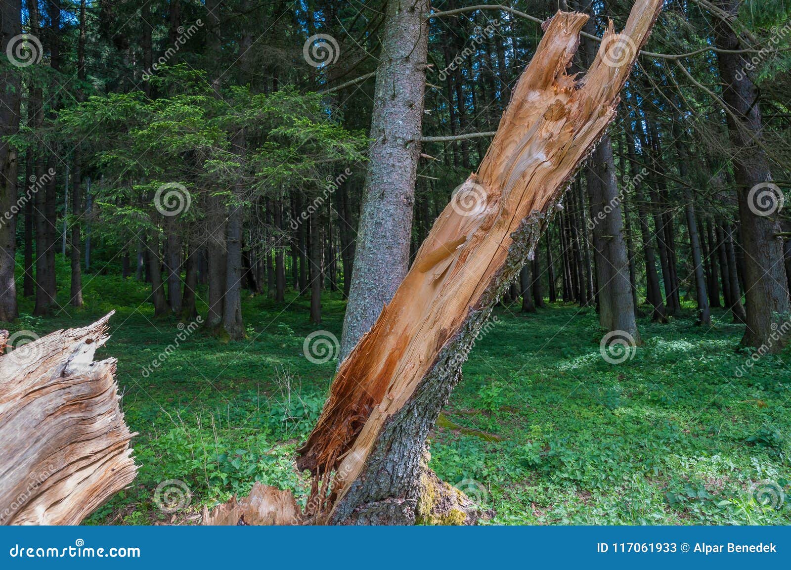 Cleaved, Fallen Pine Tree in the Forest Stock Image - Image of national ...