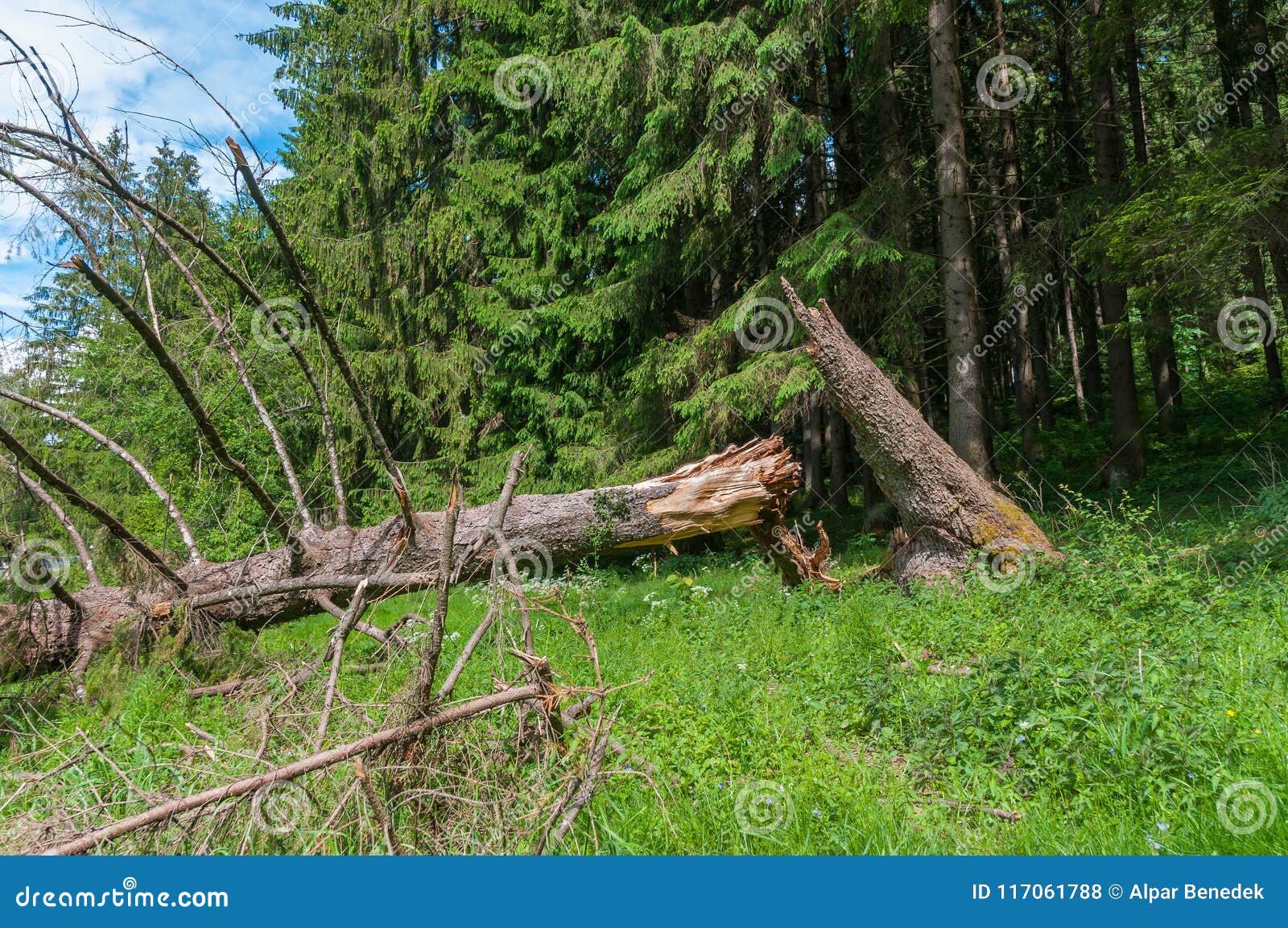 Cleaved, Fallen Pine Tree In The Forest Stock Image | CartoonDealer.com ...