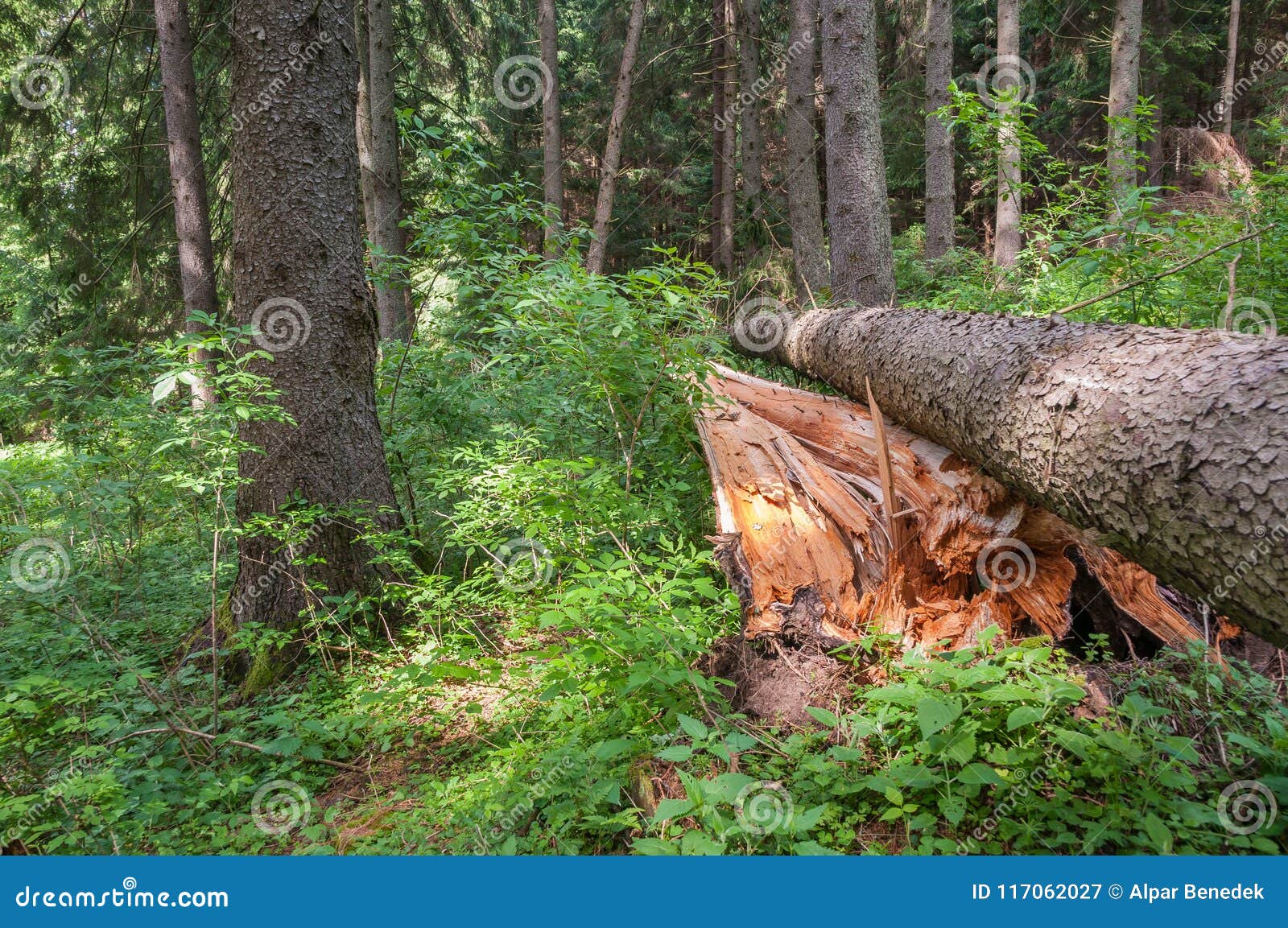 Cleaved, Fallen Pine Tree in the Forest Stock Image - Image of grass ...