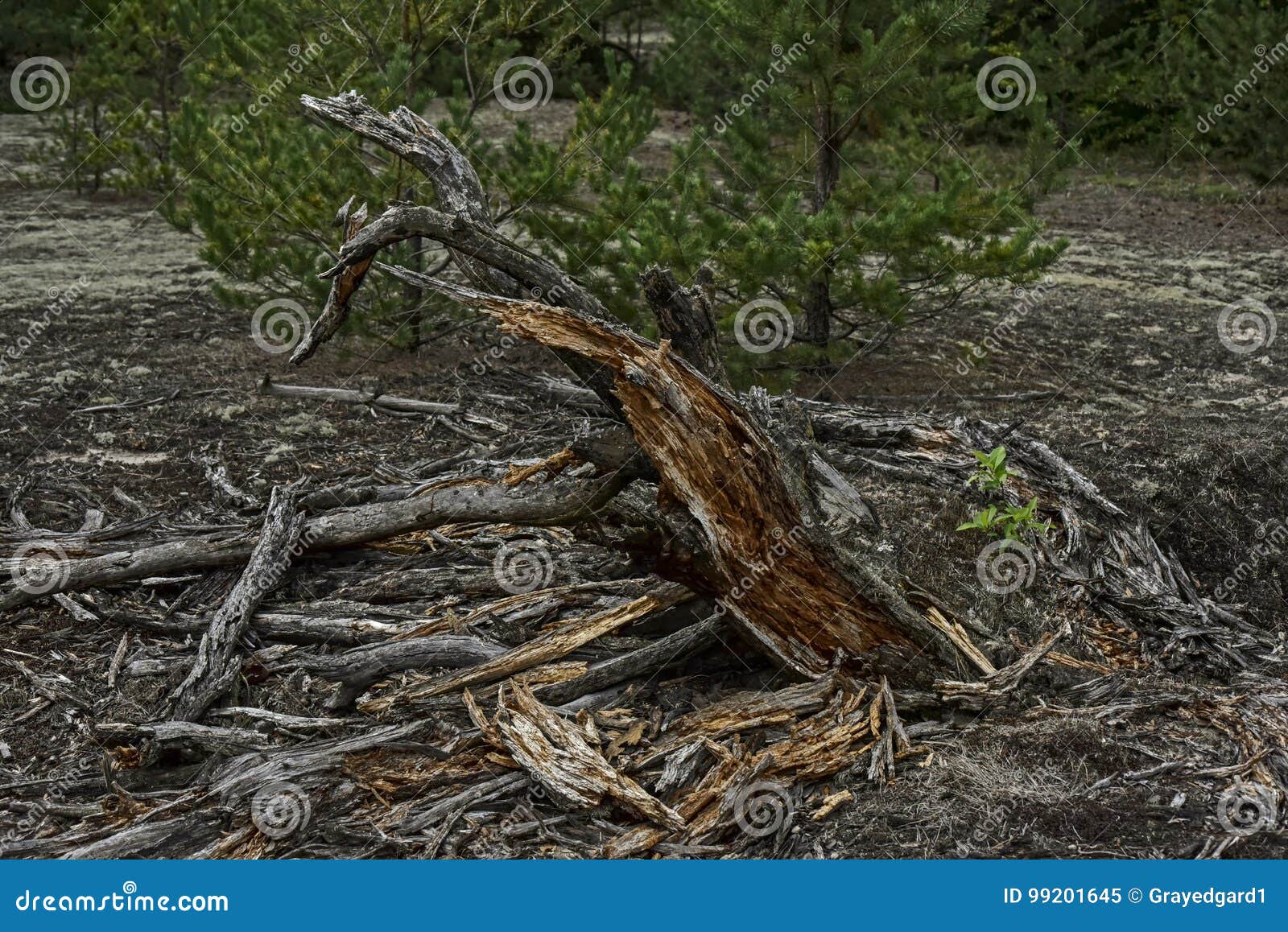 Cleaved rotten tree root stock image. Image of forest - 99201645