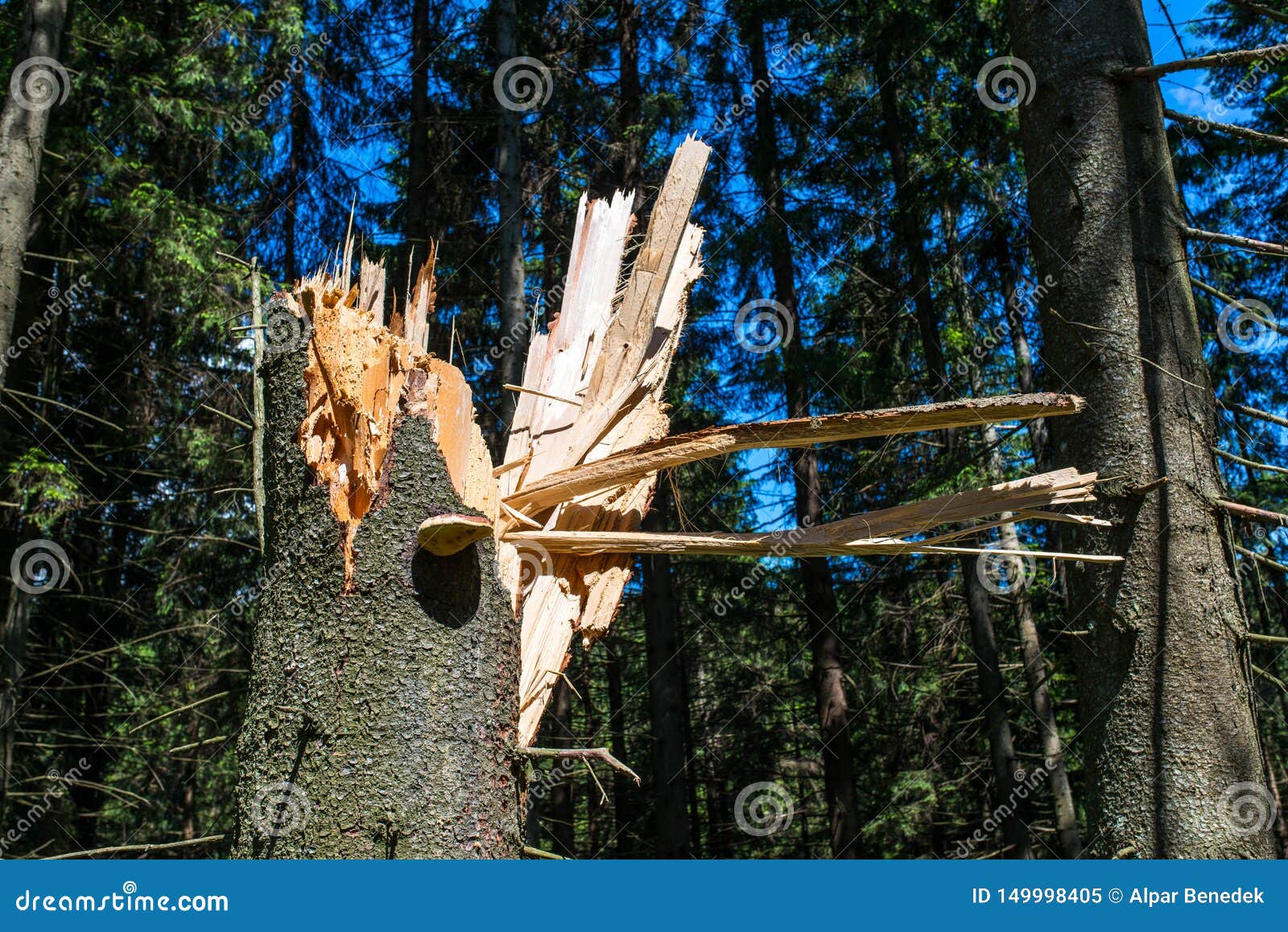 Cleaved, Broken Pine Tree On The Top Of The Mountain Royalty-Free Stock ...