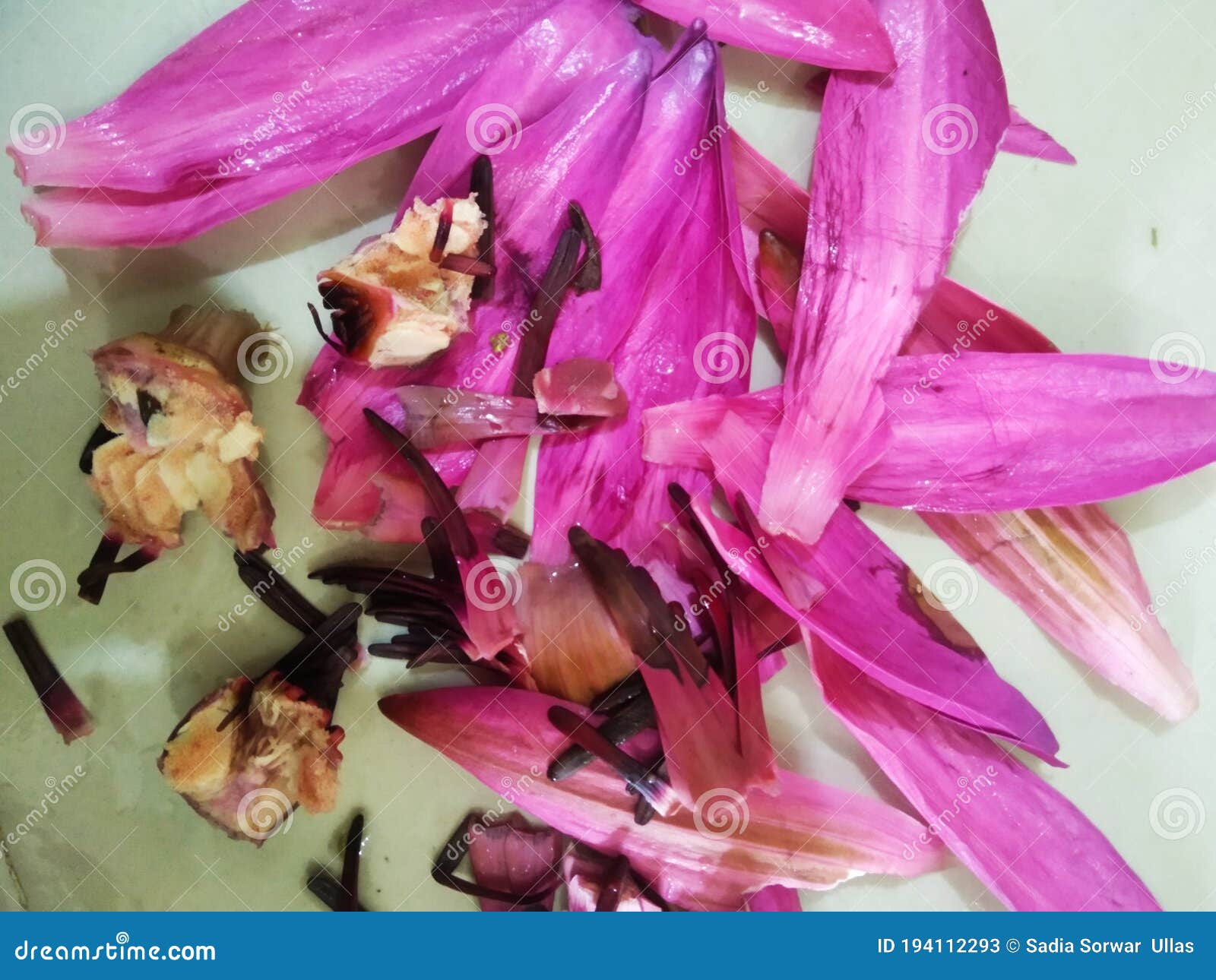 Cleaved water lily stock image. Image of cleaved, petal - 194112293