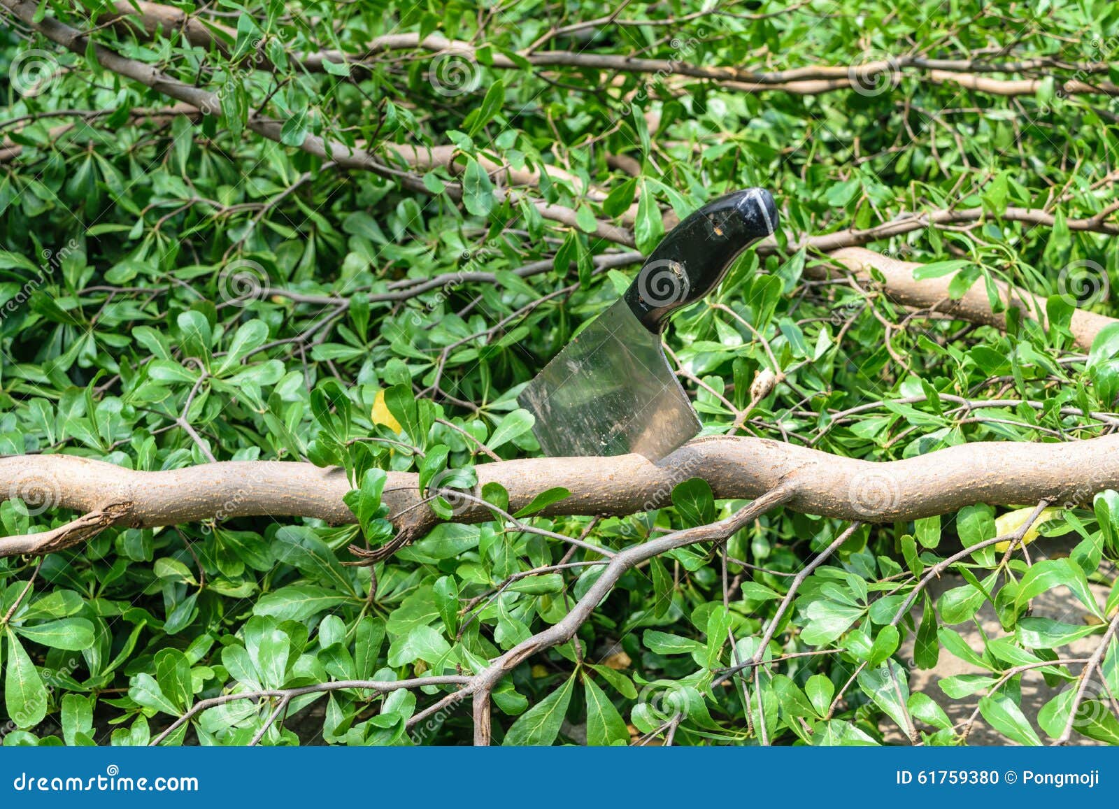 Cleaver chop the tree stock photo. Image of nature, chopped - 61759380