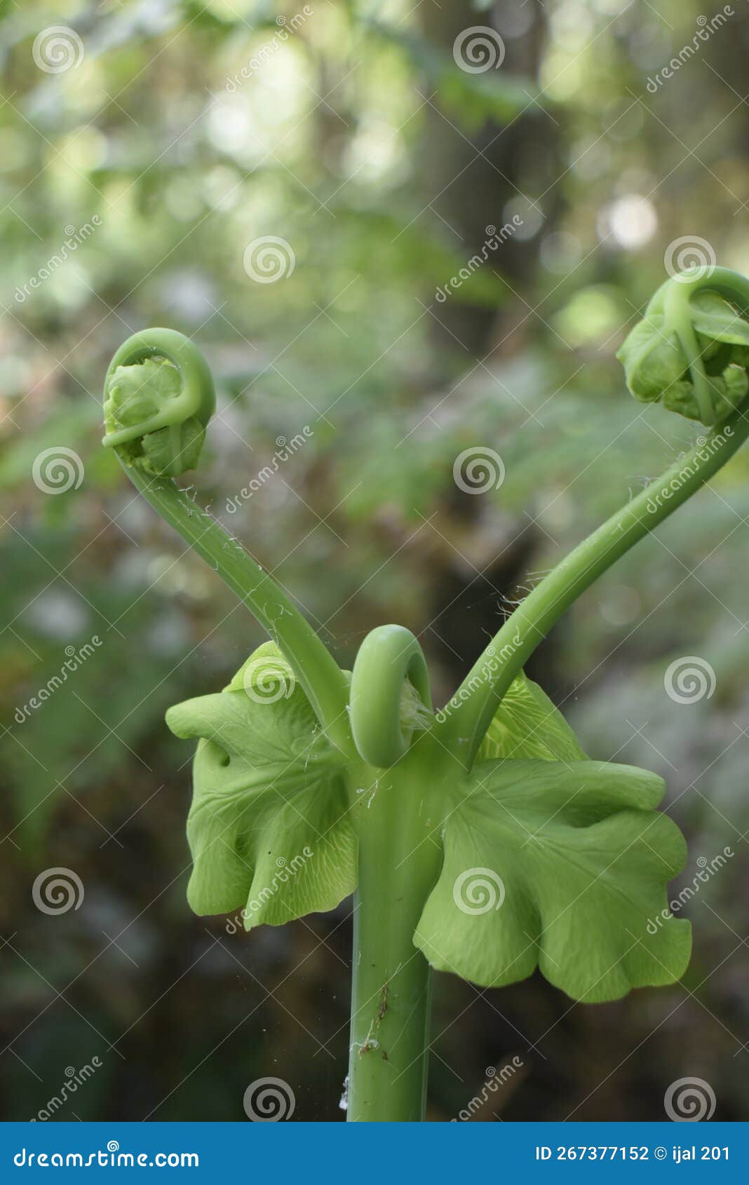 Cleavere stock photo. Image of green, cleavere, flower - 267377152