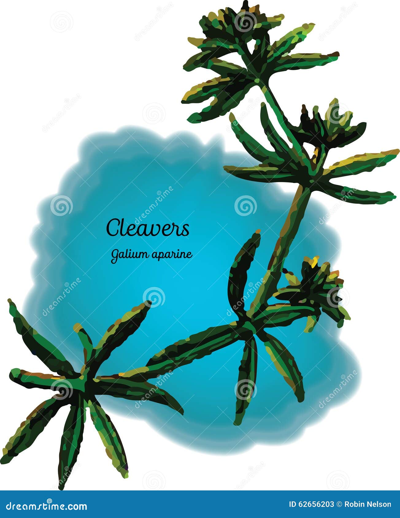 Cleavers stock vector. Illustration of botanical, flower - 62656203