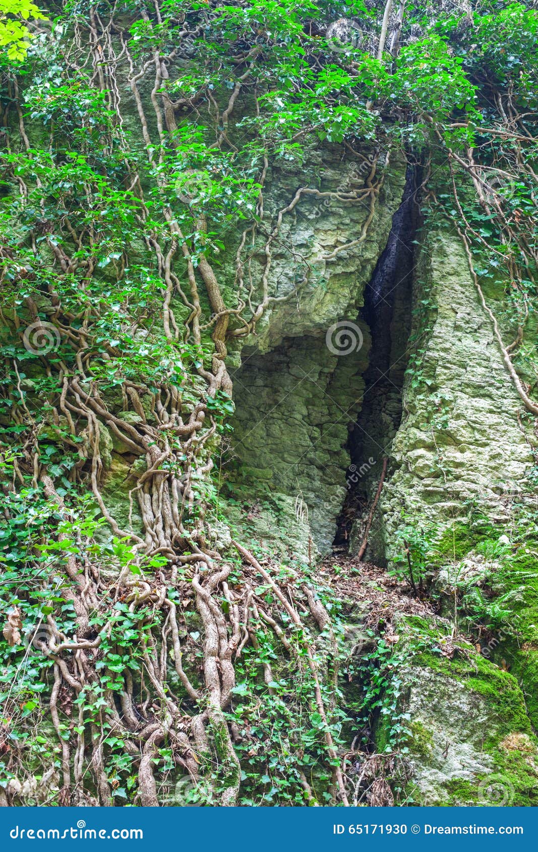 Cleft in the Rock and Tree Roots. Stock Photo - Image of mountain, bark ...