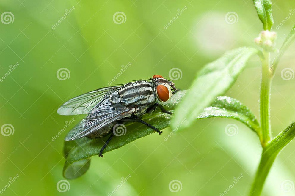 Cleg fly in nature. macro stock image. Image of view - 46676269