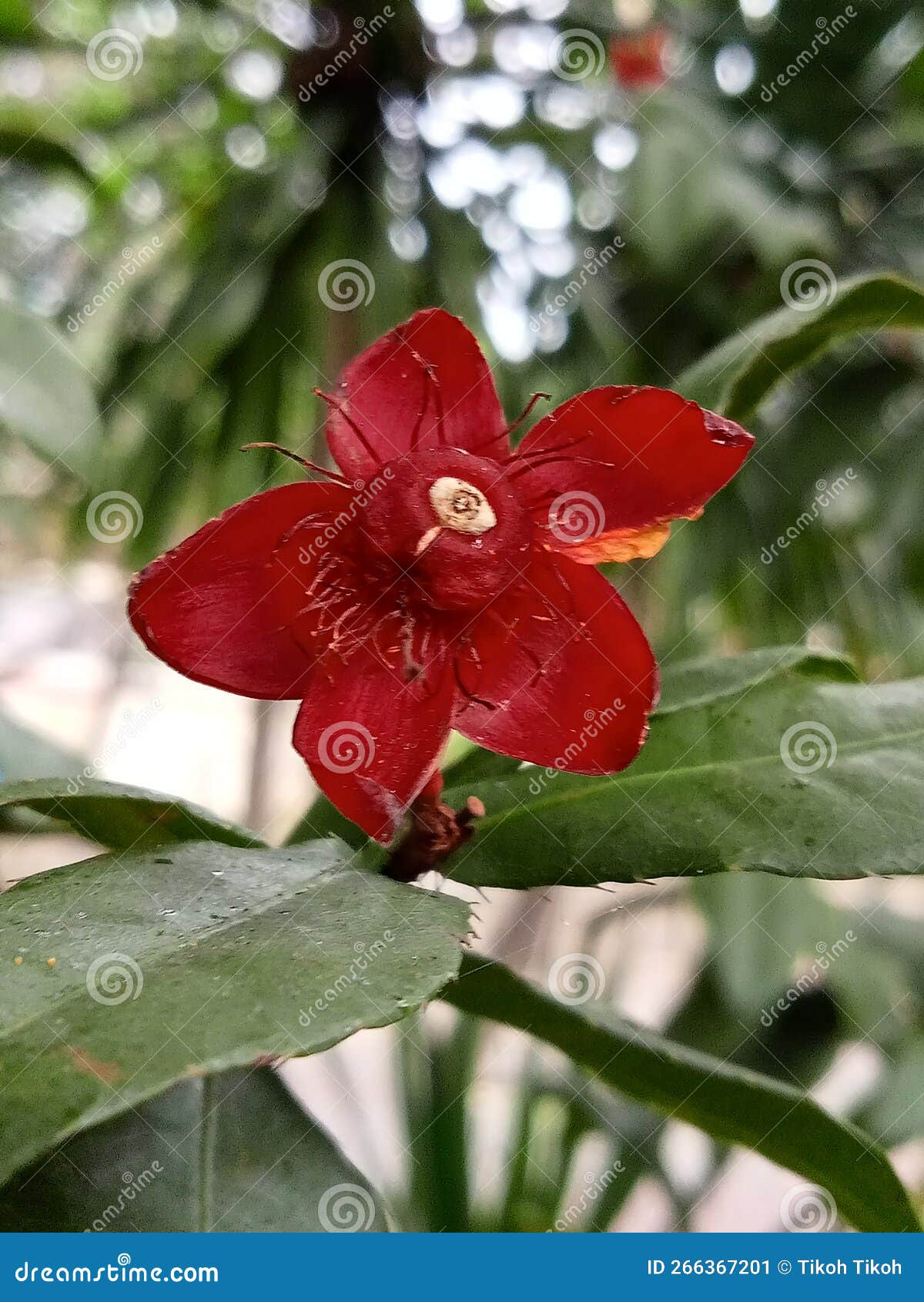 Cleistanthus Collinus Thus & X27;Madara& X27; Flower Photos Stock Image ...