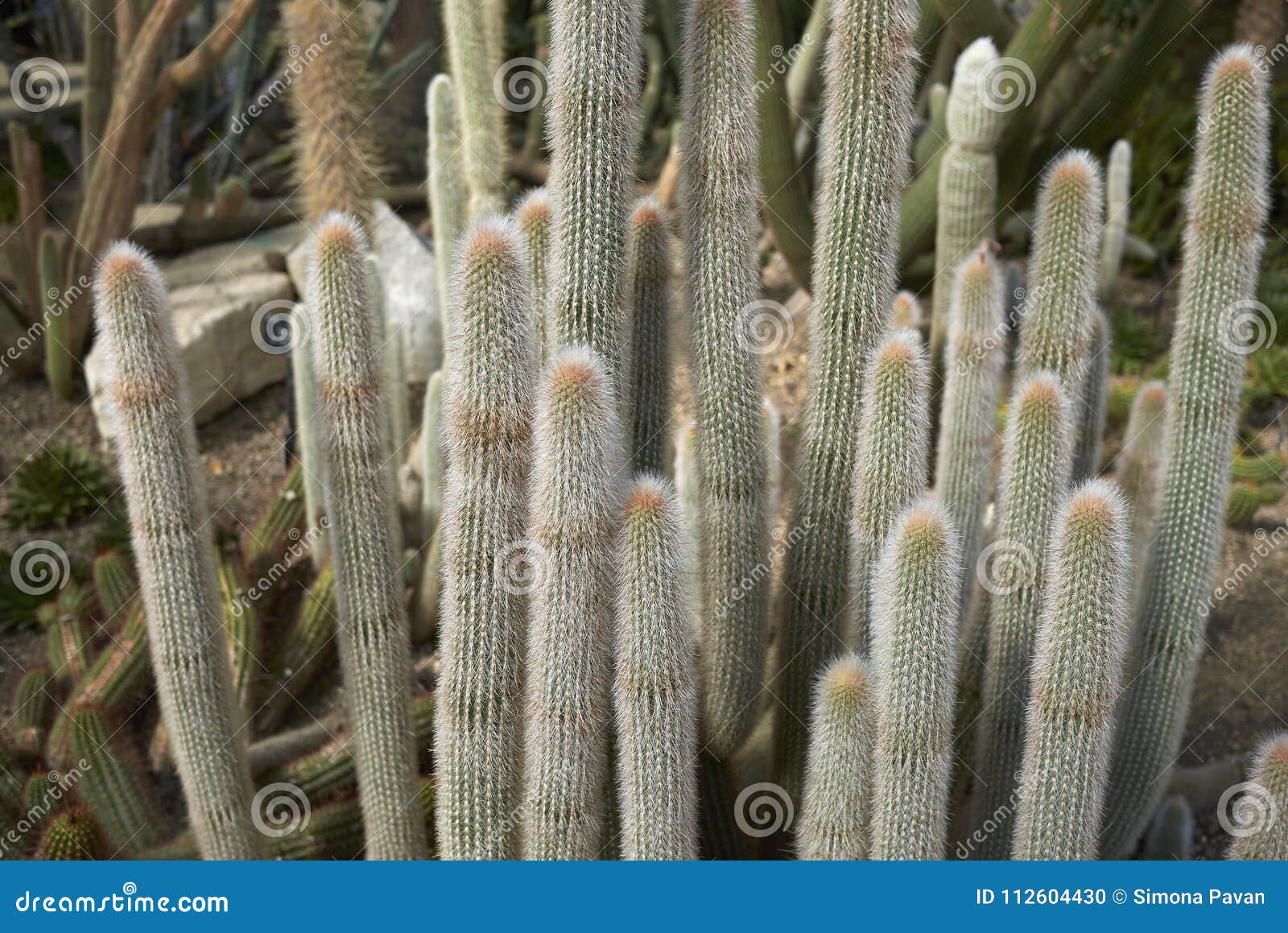 Cleistocactus, Cactus Plant Stock Photo - Image of botanical, flora ...