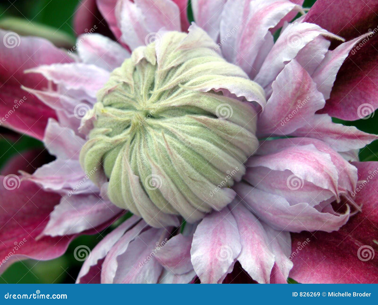 Clematis_1 stock image. Image of striped, pink, unique - 826269