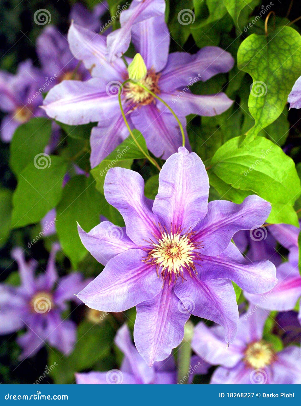 Clematis stock image. Image of flower, plants, closeup - 18268227