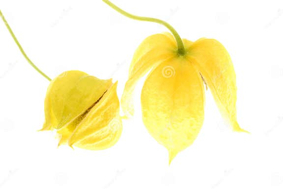 Clematis stock image. Image of dreamy, radiant, pappus - 3799011