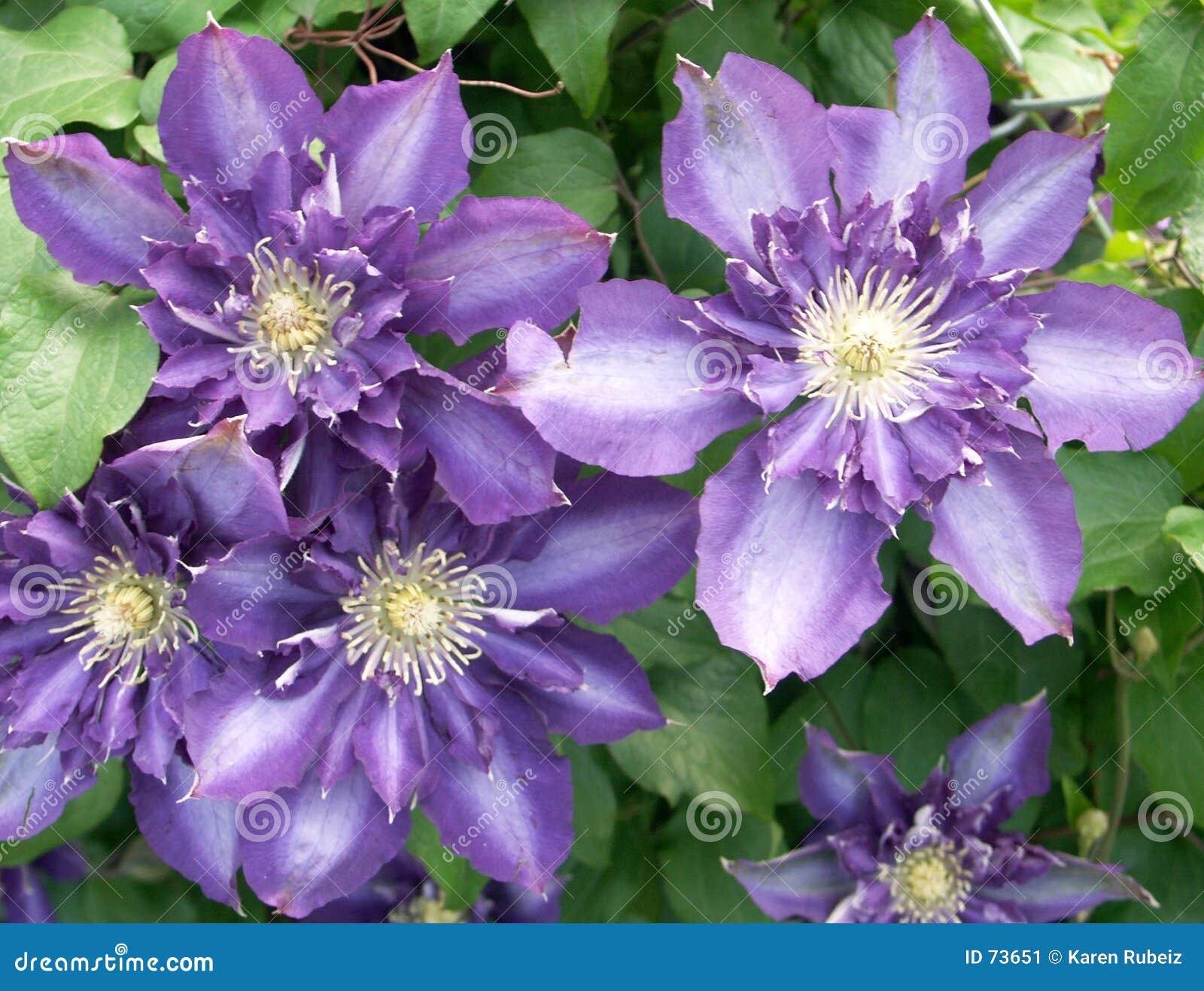 Clematis stock image. Image of leave, white, bright, still - 73651