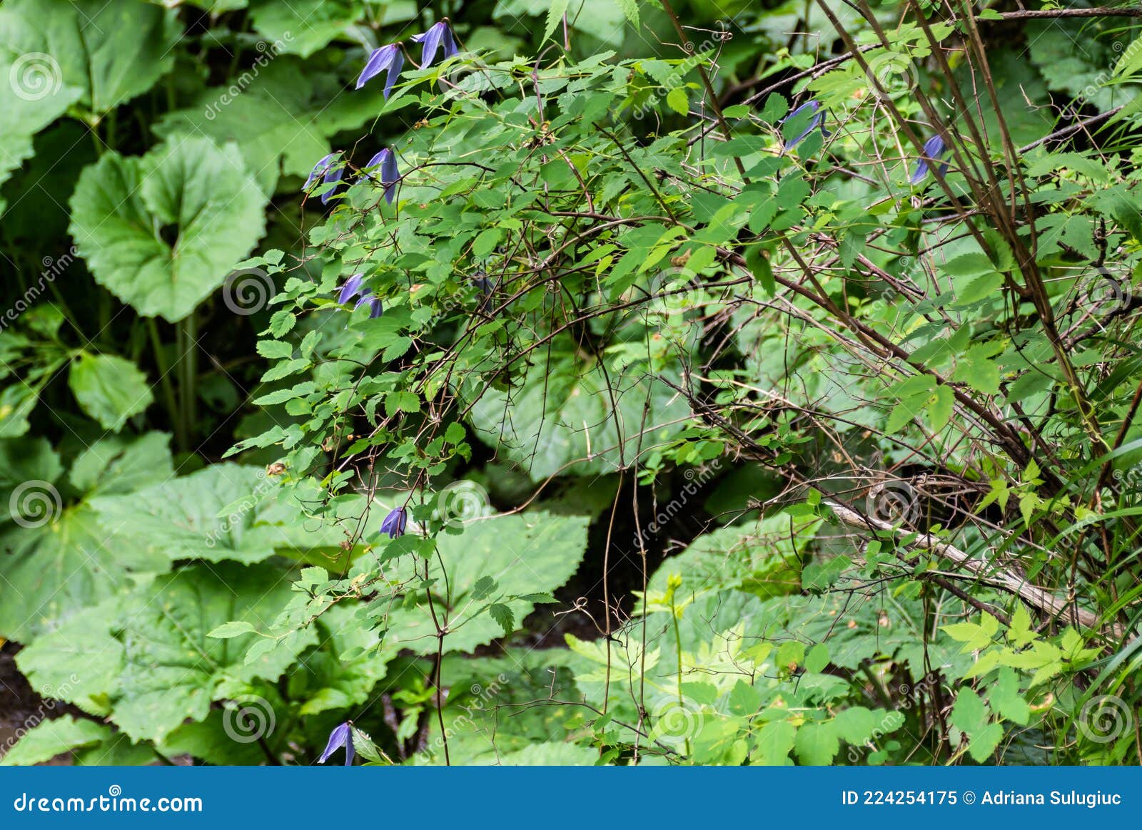Clematis Alpina or the Alpine Clematis Stock Image - Image of europe ...